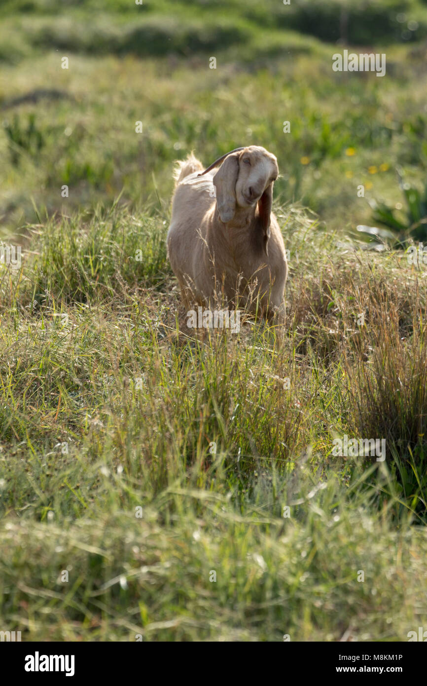 Cyprus Shami goat in vegetation in Kato-Paphos, Paphos, Cyprus ...