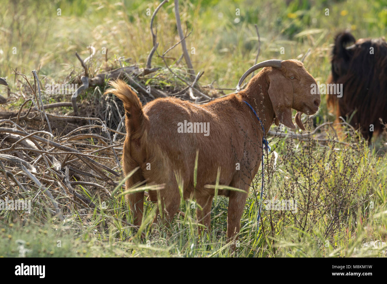 Cyprus Shami goat in vegetation in Kato-Paphos, Paphos, Cyprus ...