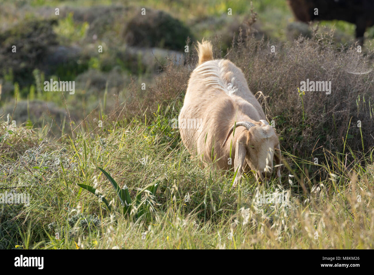 Shami Goat High Resolution Stock Photography and Images - Alamy