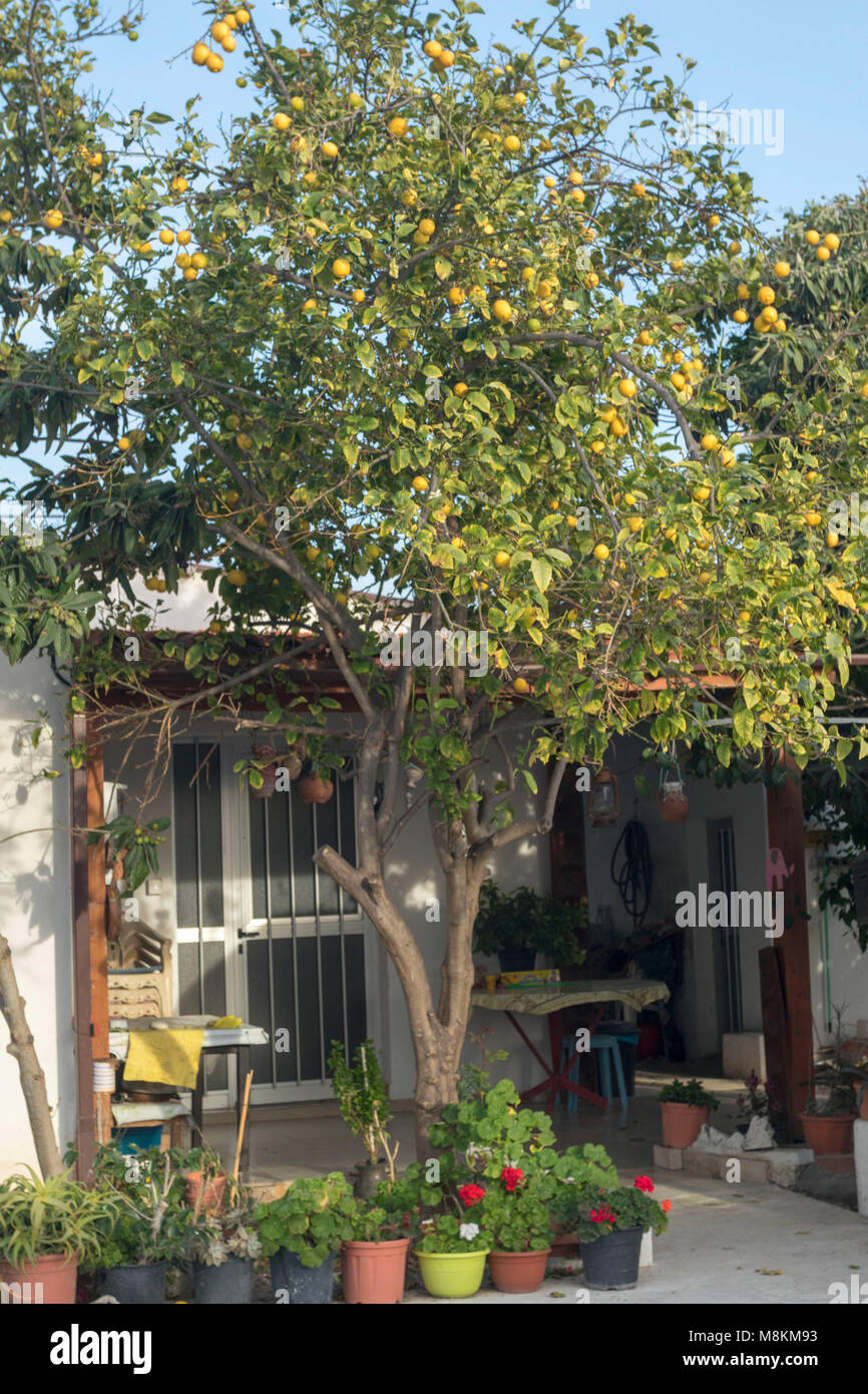 Orange tree in fruit in an urban garden, Paphos, Cyprus, Mediterranean ...