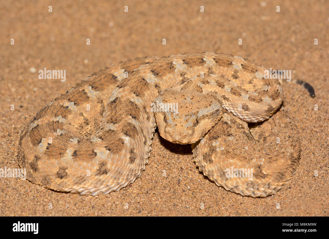 Nicely patterned Desert Horned Viper (Cerastes cerastes) in the desert ...