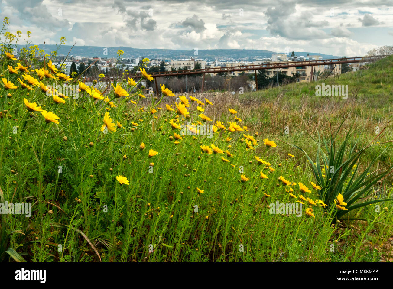 Paphos wildflowers hi-res stock photography and images - Alamy