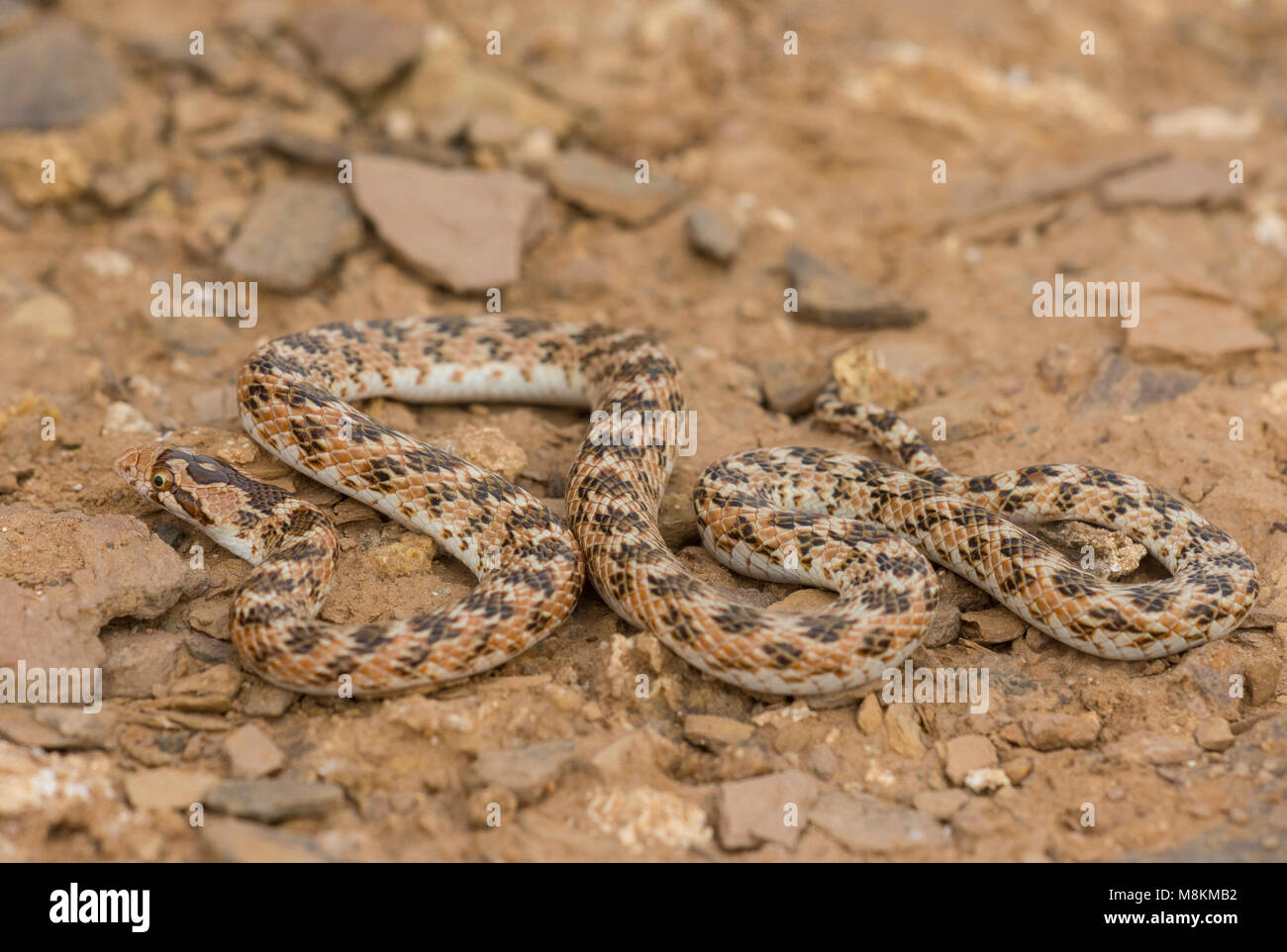 Crowned leafnose snake in the sahara hi-res stock photography and ...