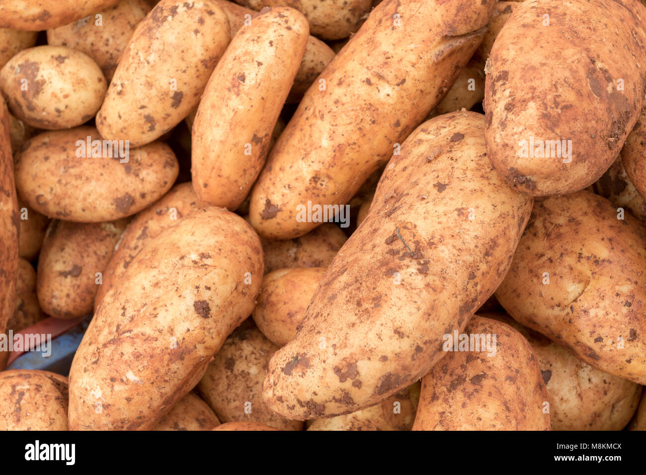 World's largest potato hi-res stock photography and images - Alamy