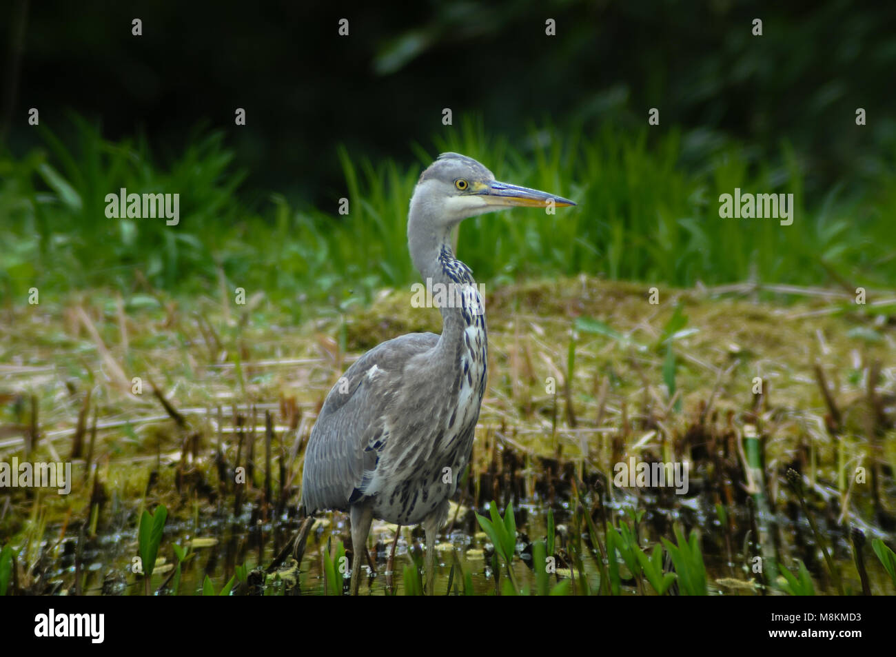 Fischreiher hi-res stock photography and images - Alamy