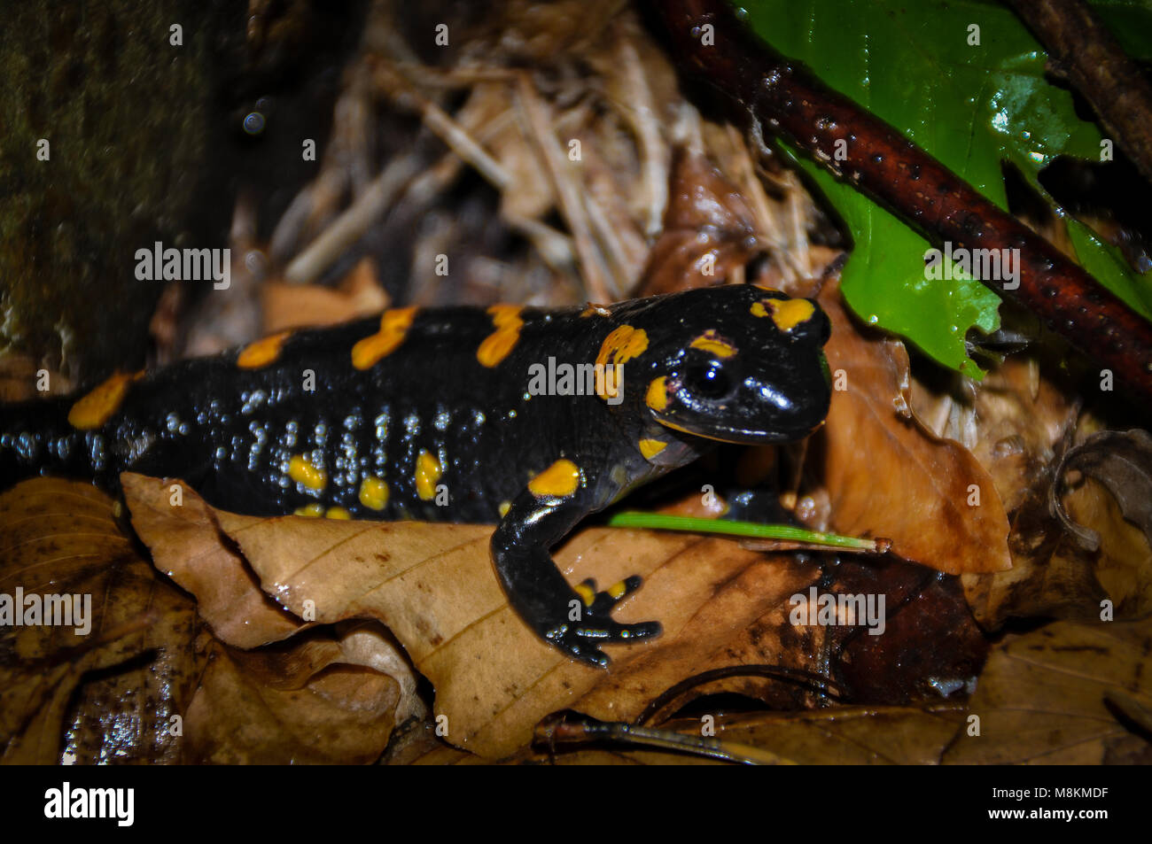Orange fire salamander salamandra salamandra hi-res stock photography ...