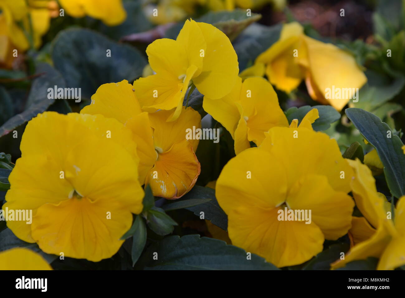 Bright yellow pansies in garden Stock Photo - Alamy