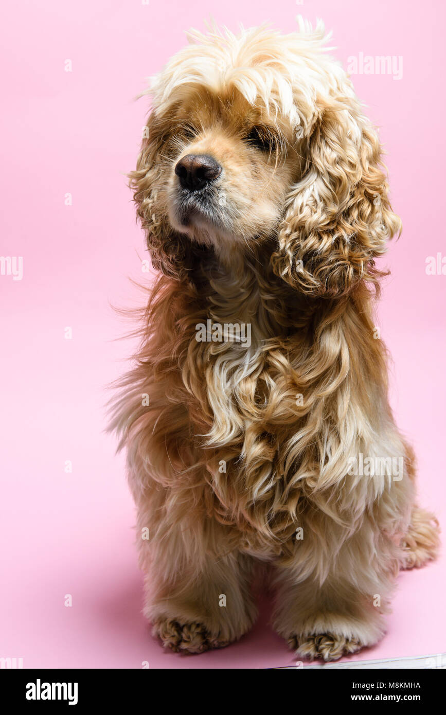 American cocker spaniel on a pink background Stock Photo - Alamy