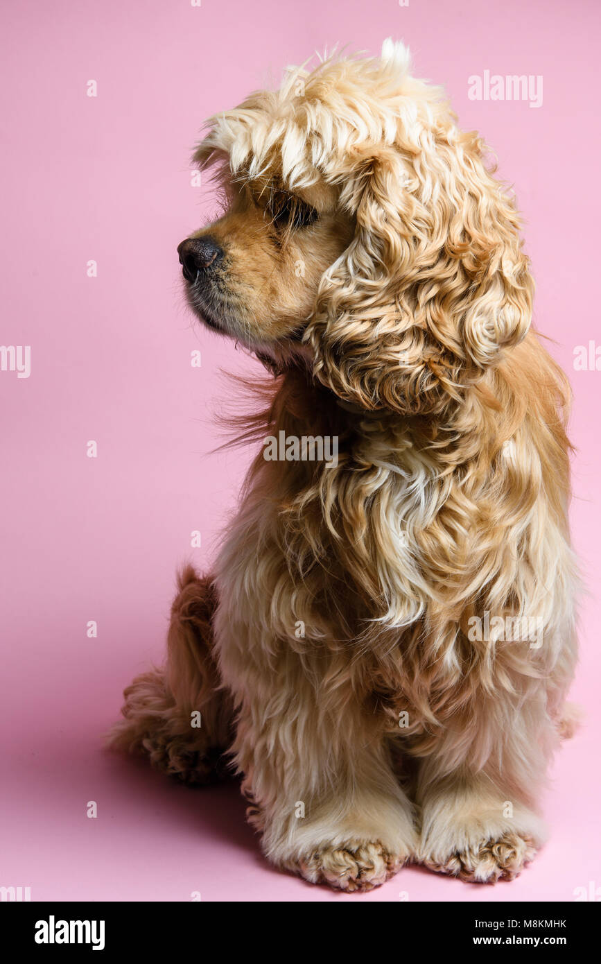American cocker spaniel on a pink background. Dog looks away Stock ...