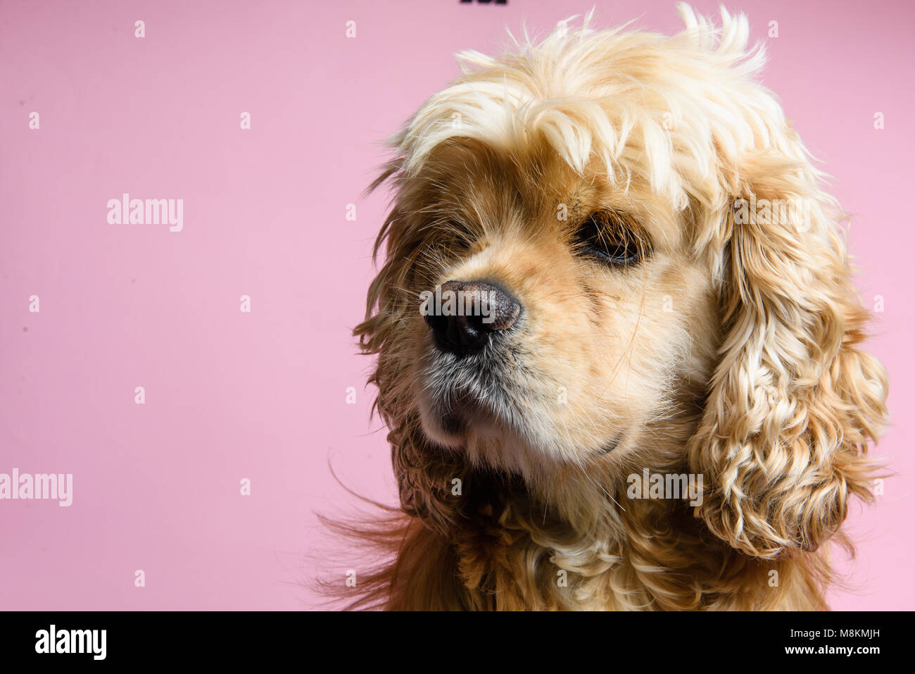 Puppyportrait hi-res stock photography and images - Alamy