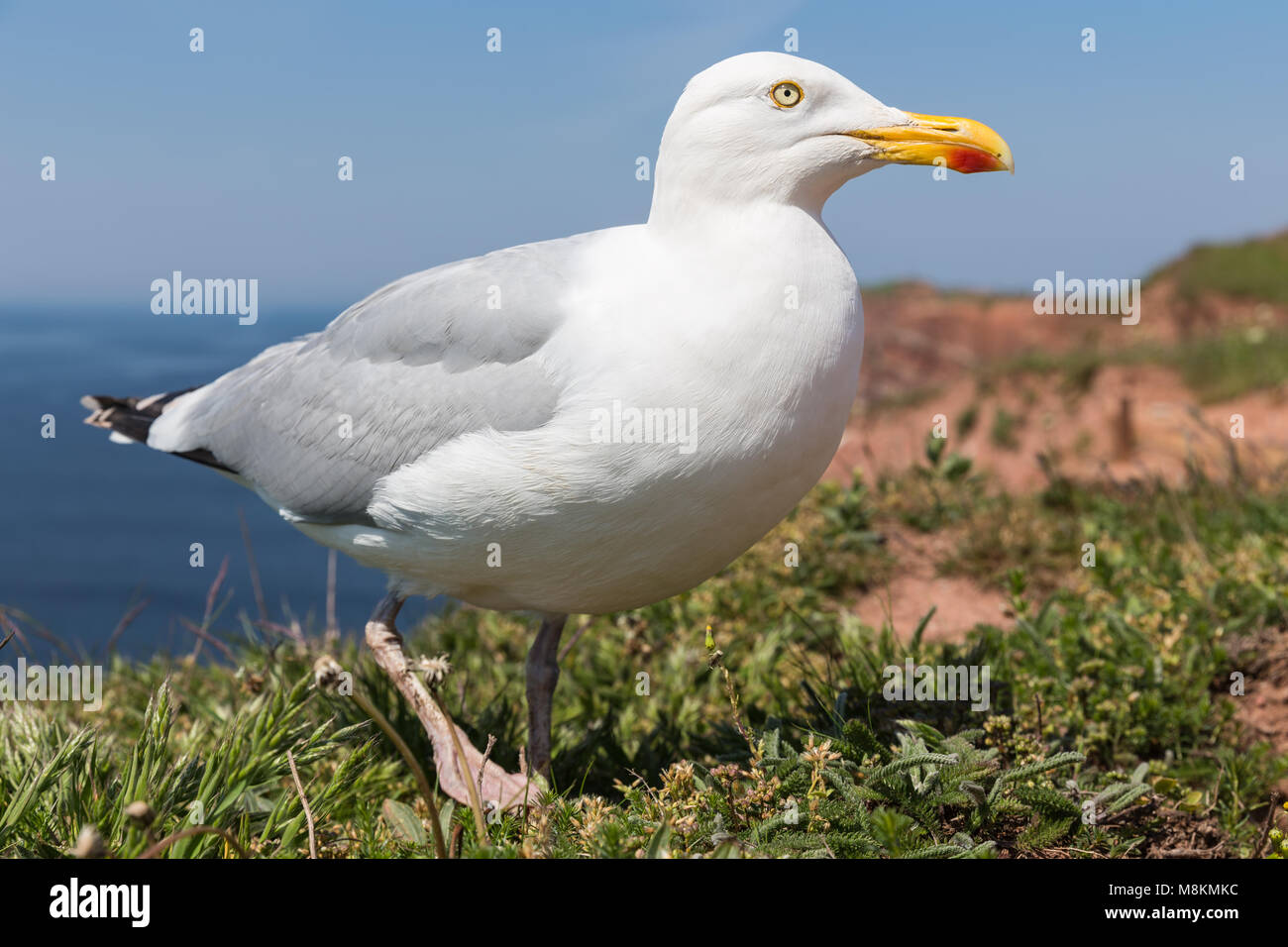 Blue leg frog hi-res stock photography and images - Alamy