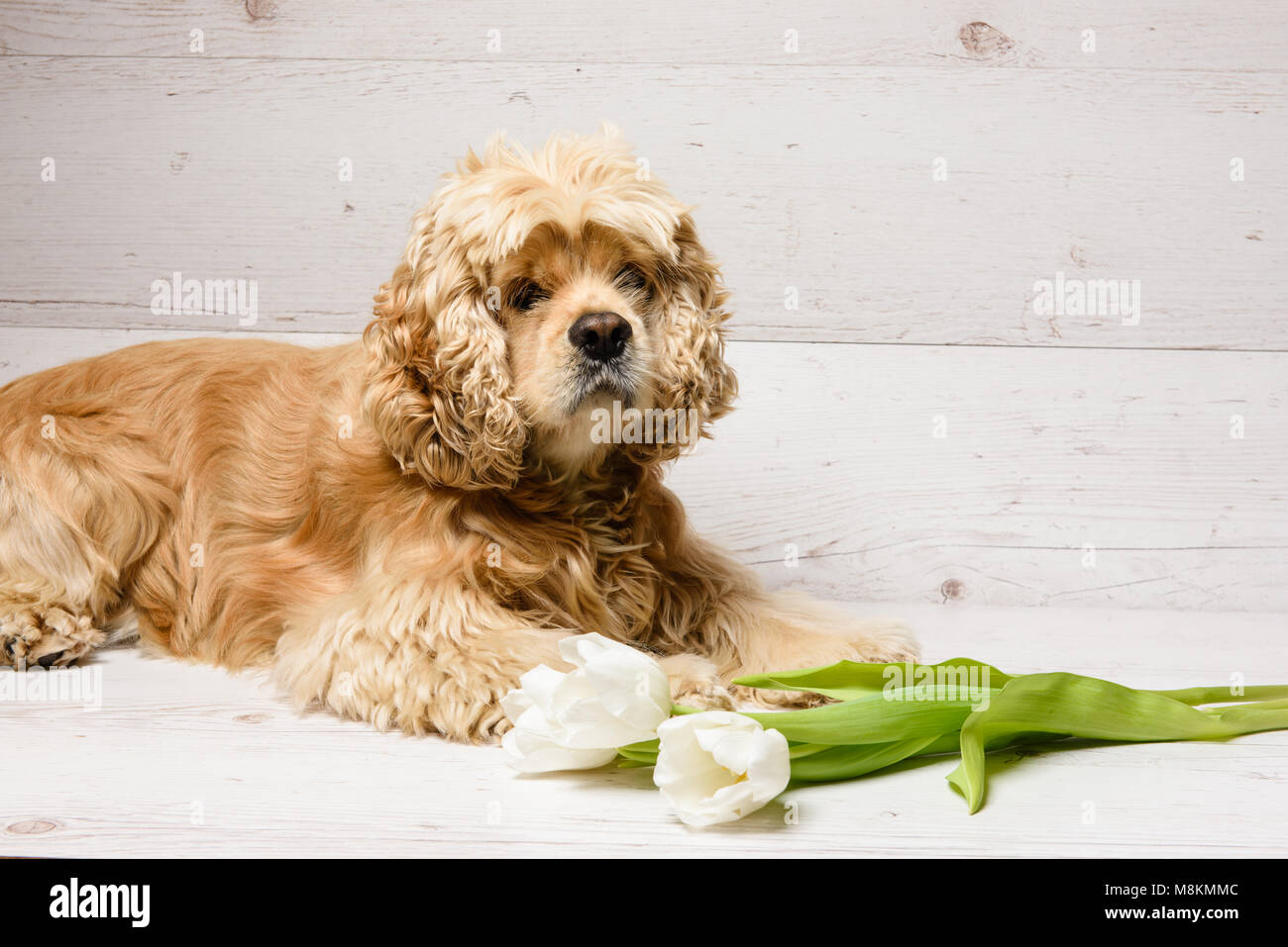 Cockerspaniel flowers hi-res stock photography and images - Alamy