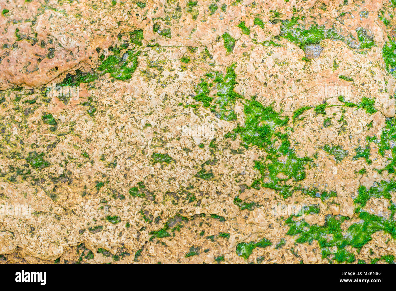 Shell Rock Background High Resolution Stock Photography and Images - Alamy