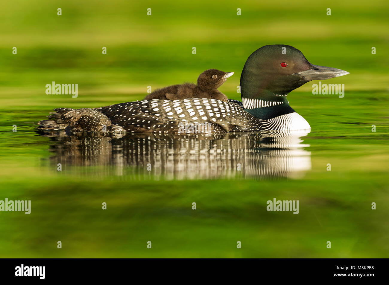 Common loon family, (Gavia immer) Wright Co. MN USA, June, by Dominique ...
