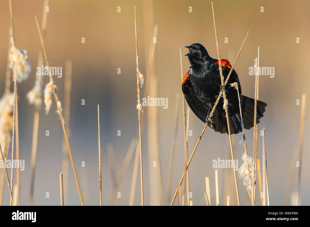Male red-winged blackbird (Agelaius phoeniceus) l calling MN, USA ...
