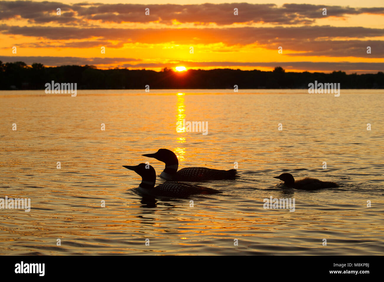 Loons hi-res stock photography and images - Alamy