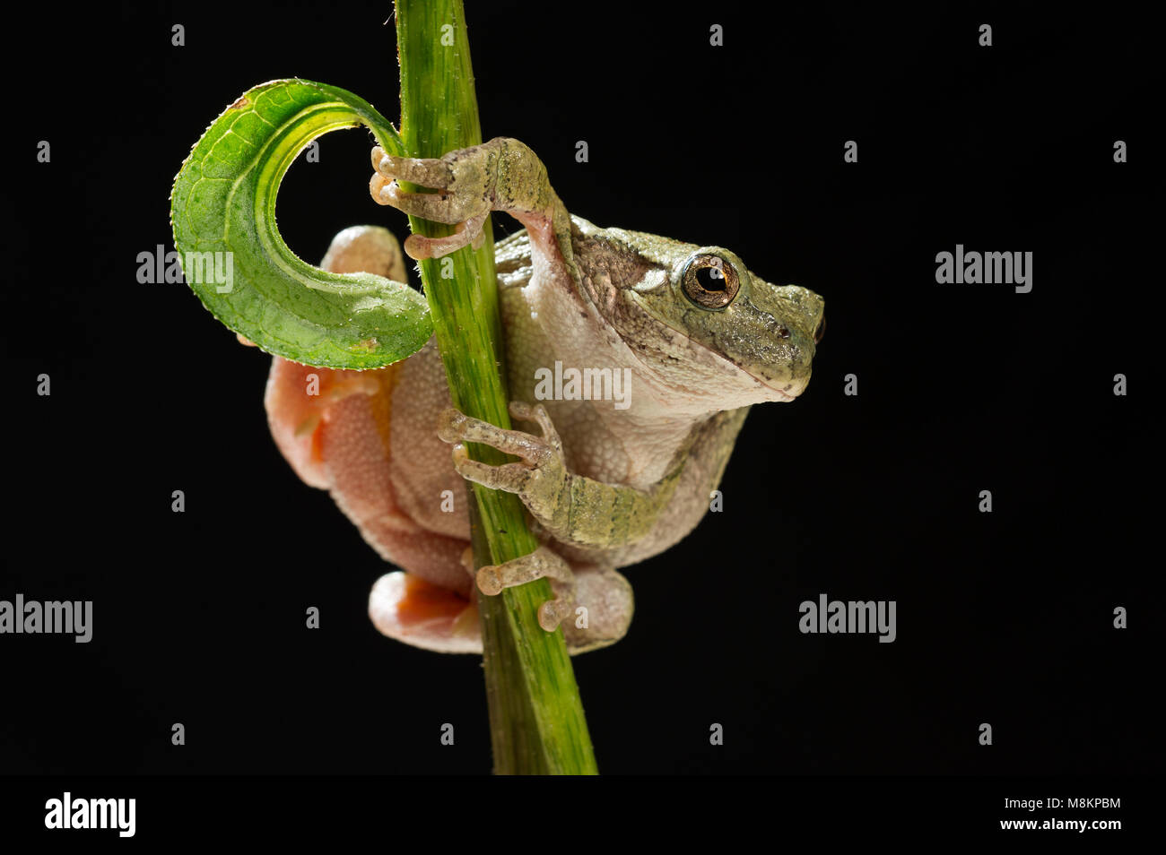 Gray Tree Frog (Hyla versicolor) on flowering cone flower (Echinacea ...