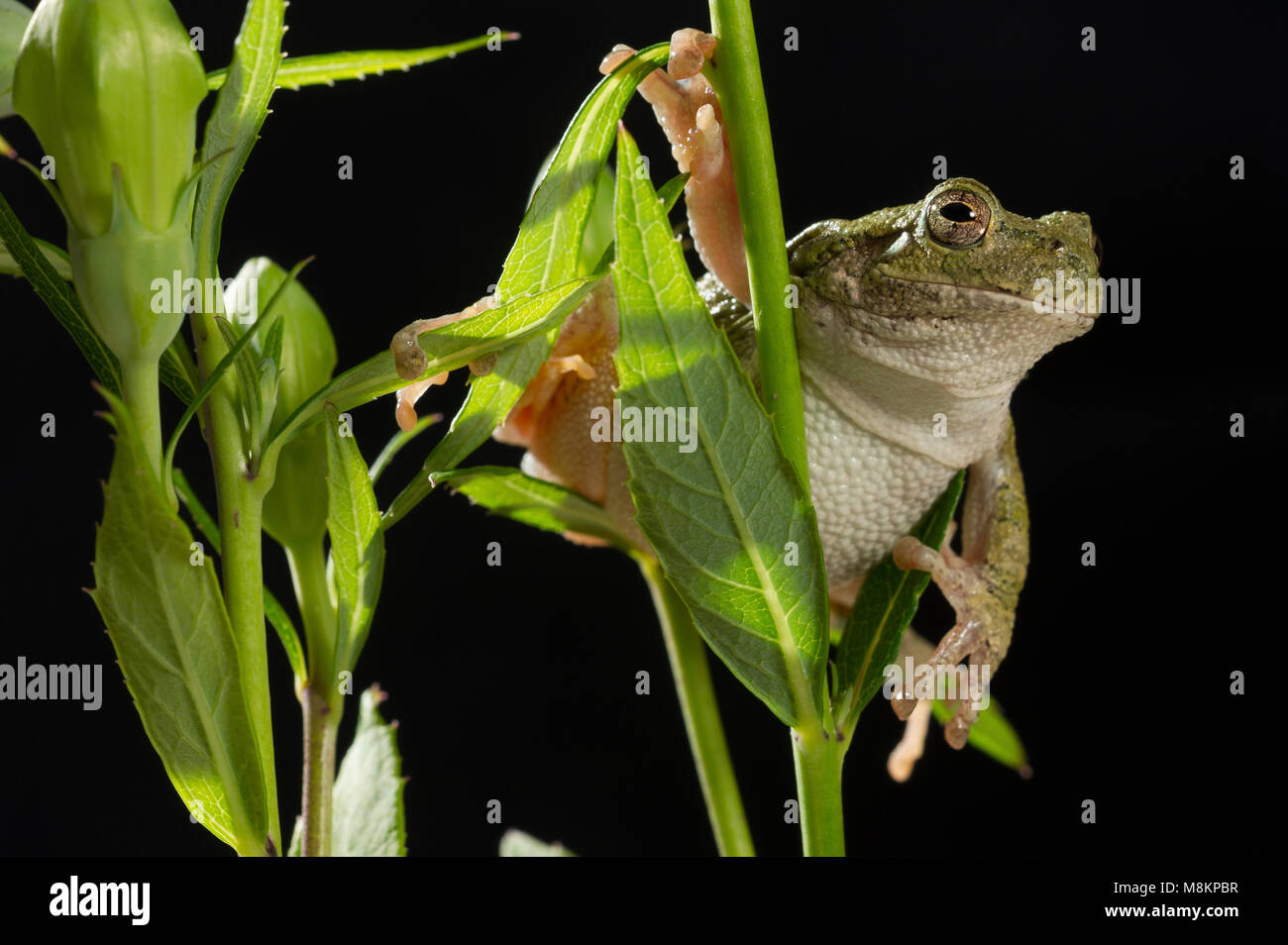 Gray Tree Frog (Hyla versicolor) on Balloon Flower (Platycodon ...