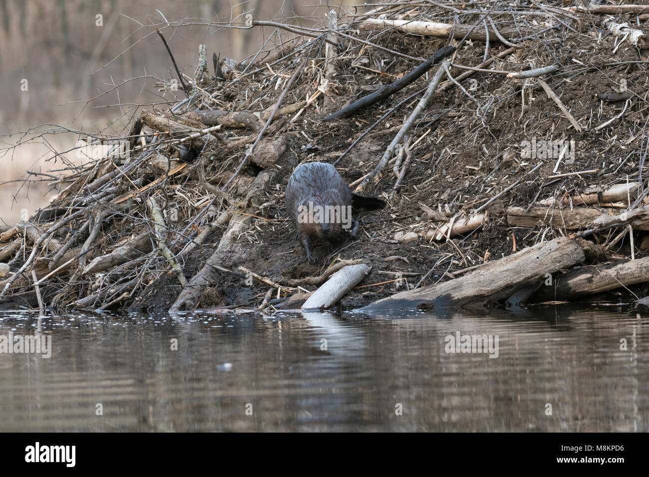 Beaver (Castor canadensis) adding sticks to lodge, William O'Brien SP ...