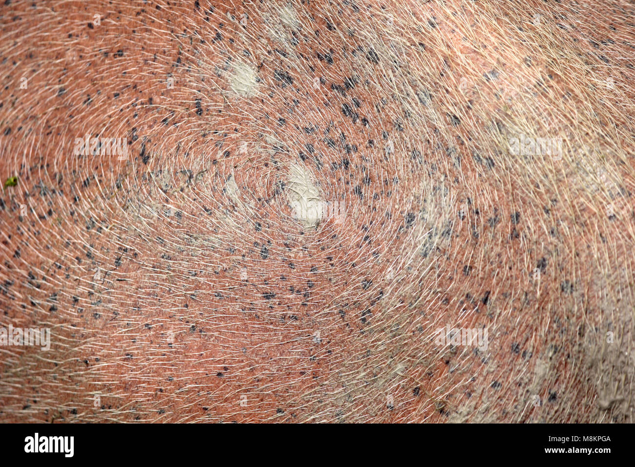 closeup of white buffalo skin as background or texture Stock Photo - Alamy