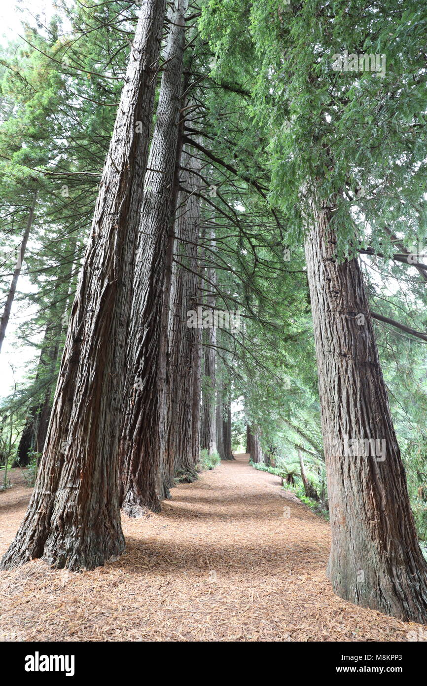 Redwood grove hi-res stock photography and images - Alamy