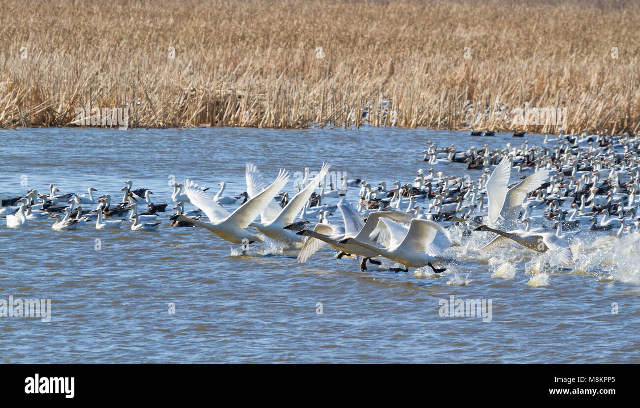 Trumpeter swans running over water at Loess Bluffs National Wildlife ...