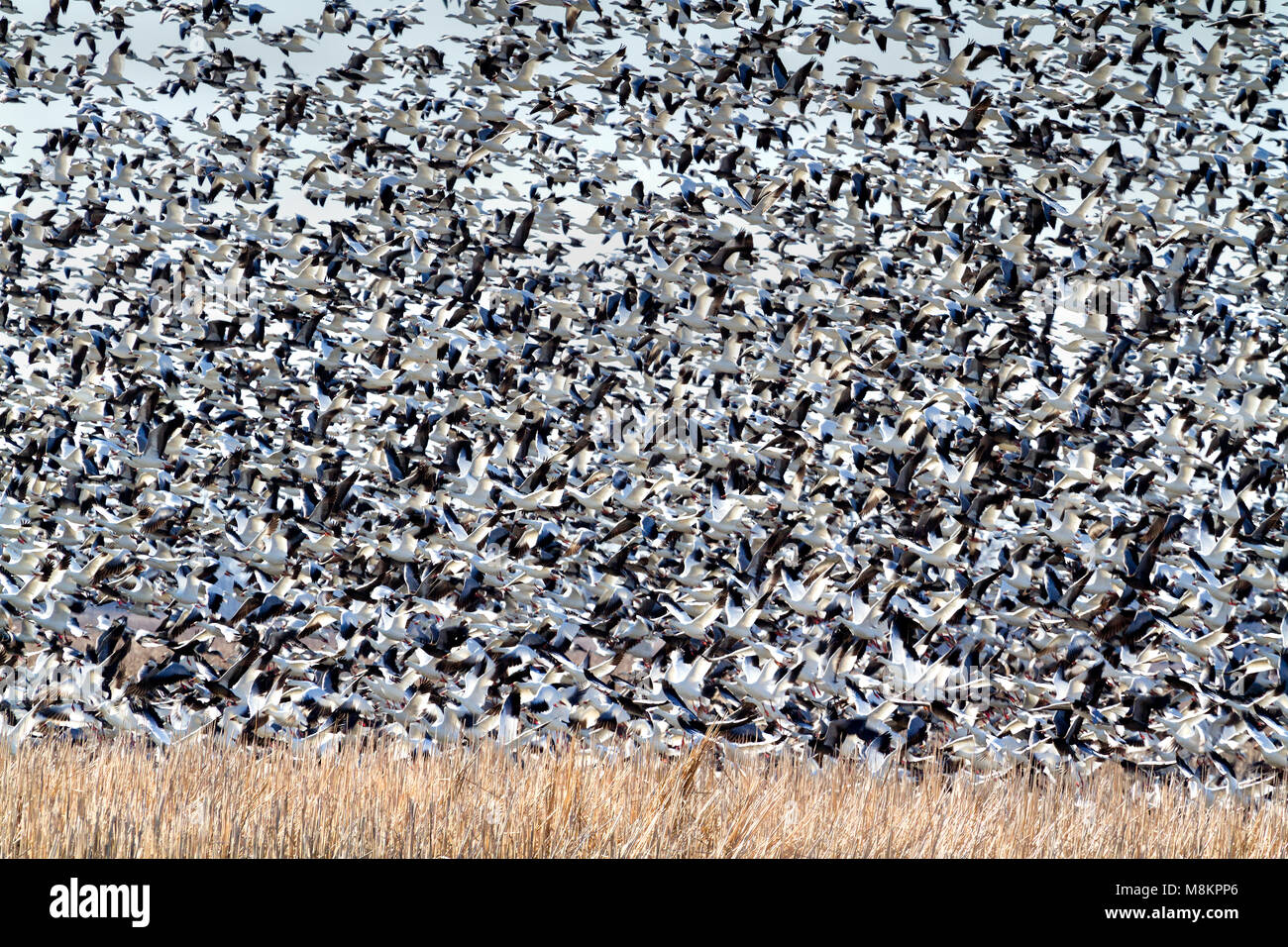 Thousands Of Snow Geese At Loess Bluffs National Wildlife Refuge During