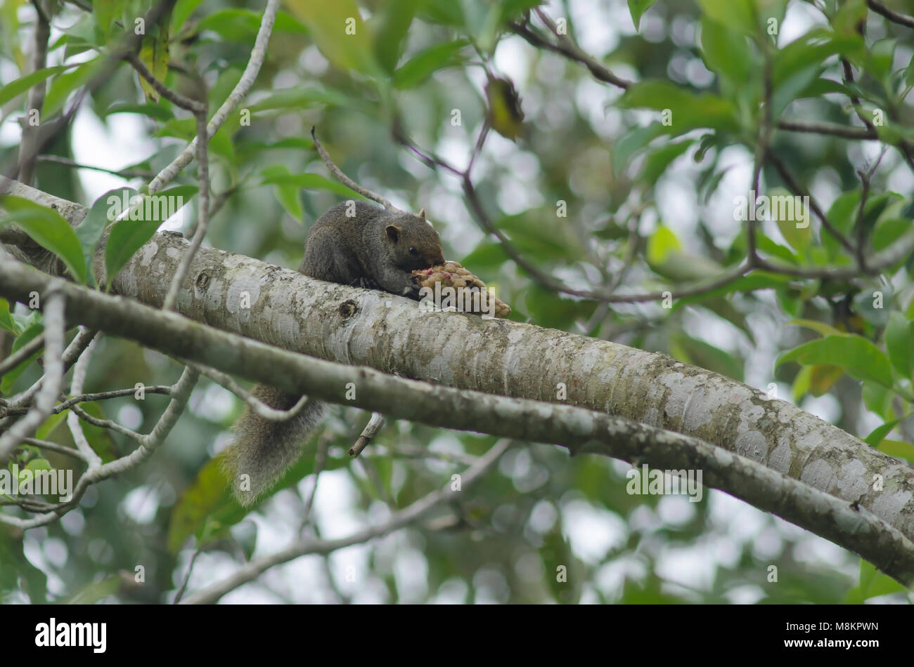 Cute squirrel eating fruit on tree in forest Stock Photo - Alamy