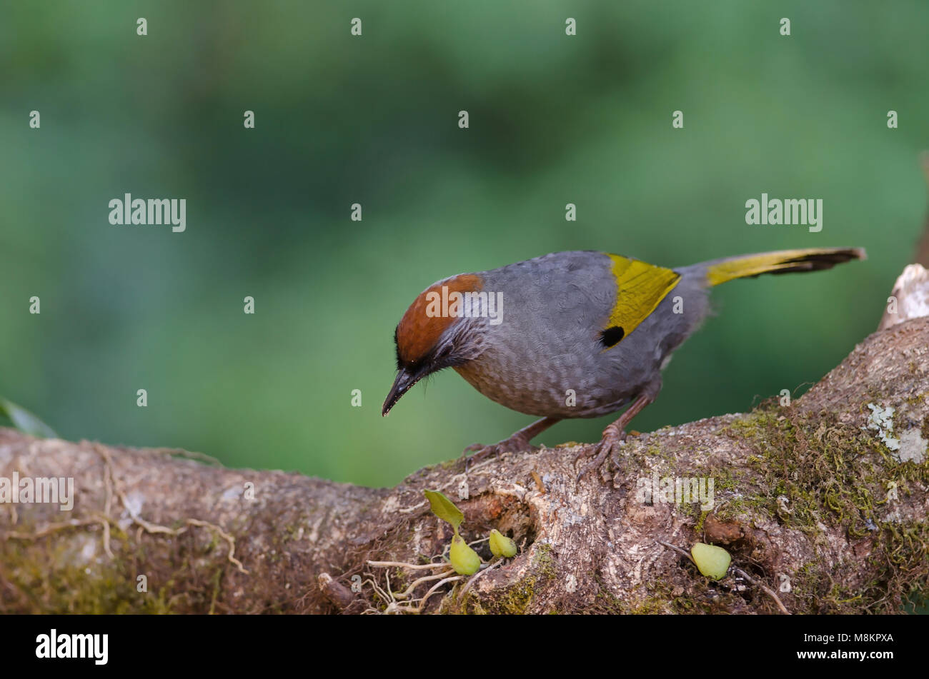 Silver-eared laughingthrush in nature (Trochalopteron melanostigma ...