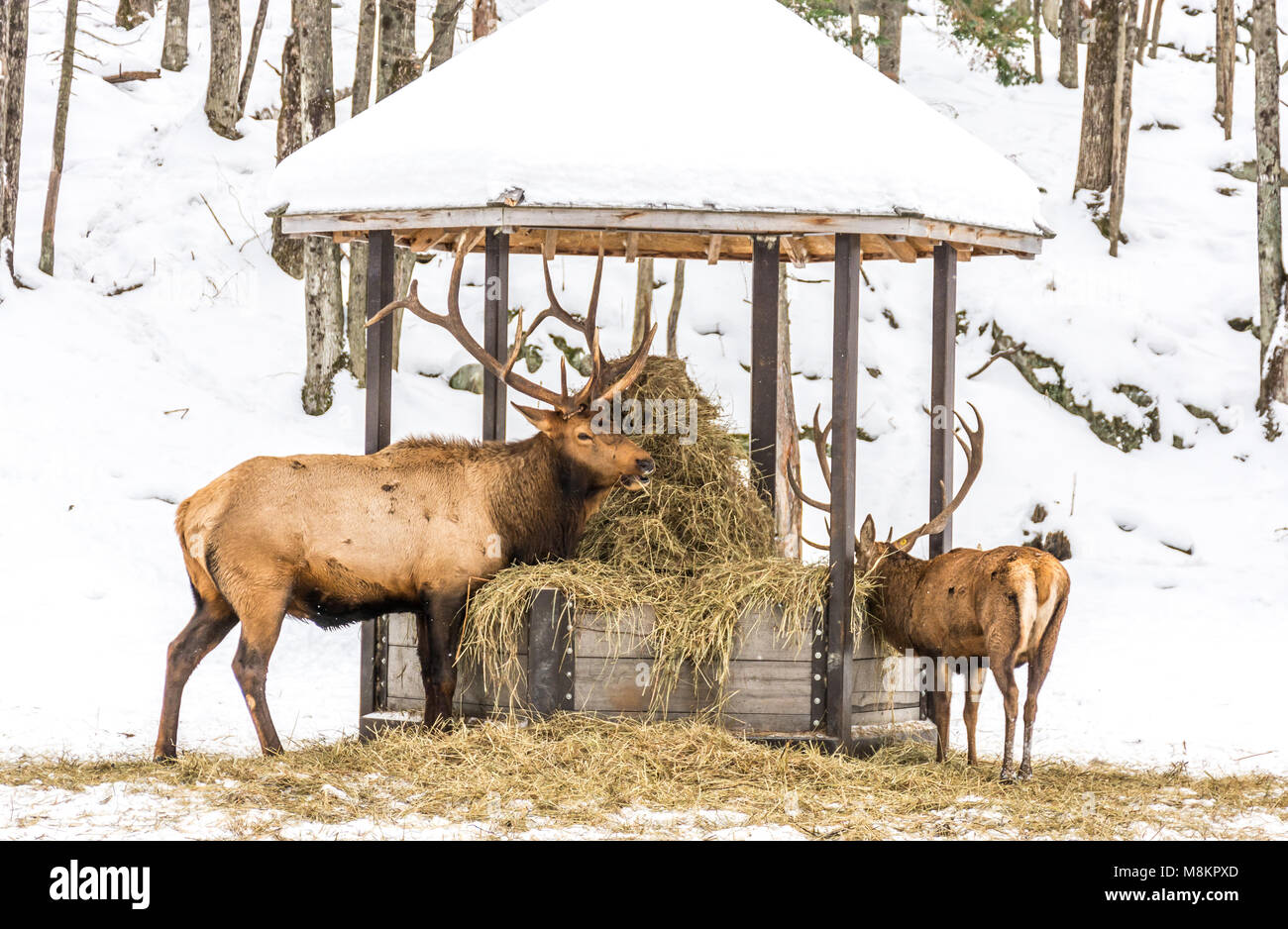 Elk Eating Hay With a Youngster at Omega Park, Quebec, Canada Stock ...
