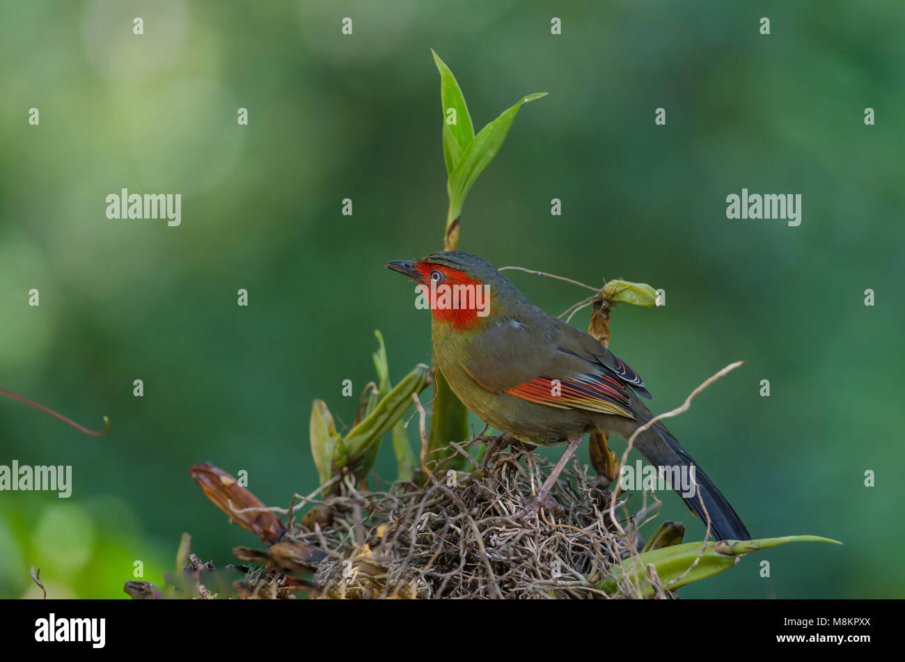 Scarlet-faced Liocichla on branch (Liocichla ripponi) in nature ...