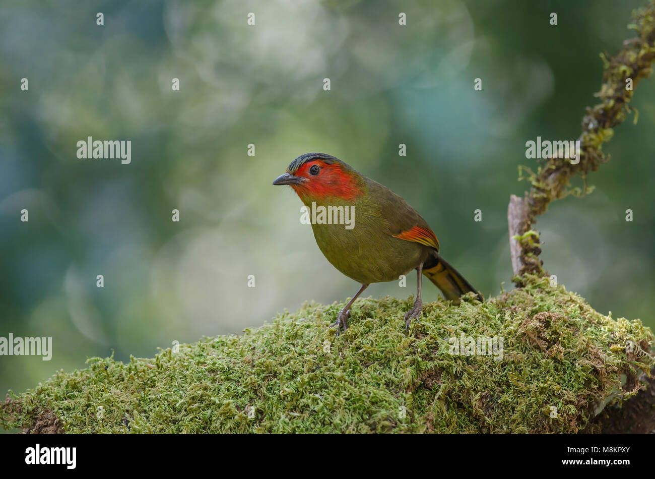 Scarlet-faced Liocichla on branch (Liocichla ripponi) in nature ...