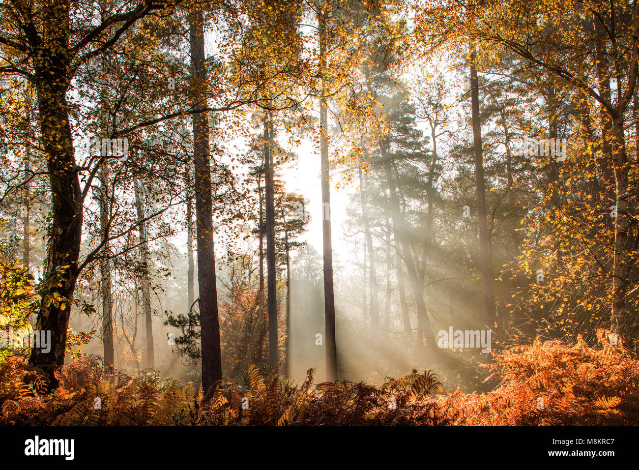 Rays of sunlight shining through early morning mist in woodland, Dorset ...