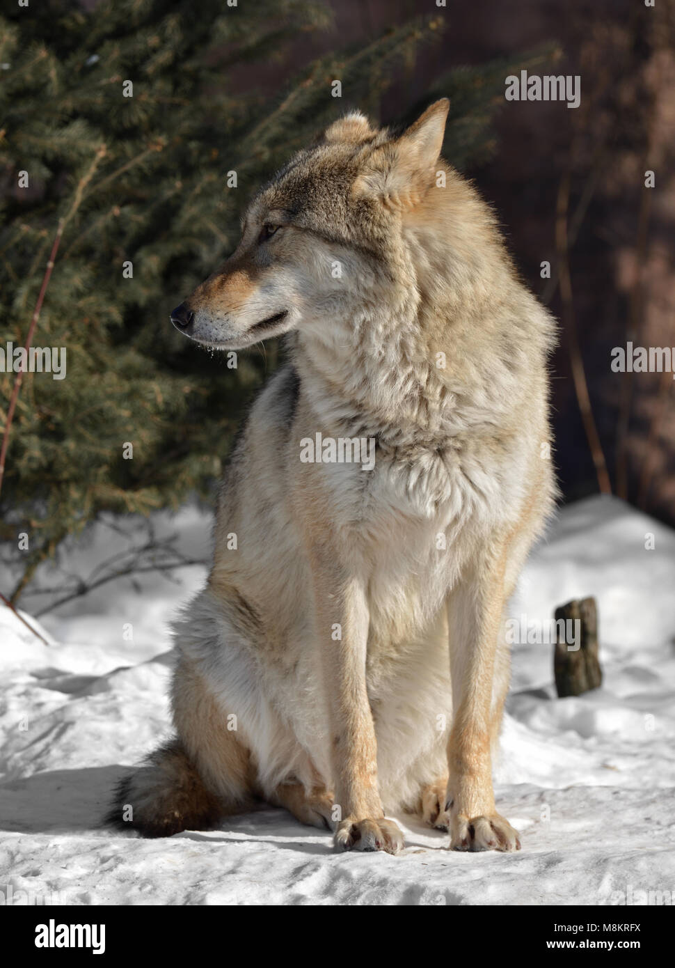 Middle russian forest wolf hi-res stock photography and images - Alamy