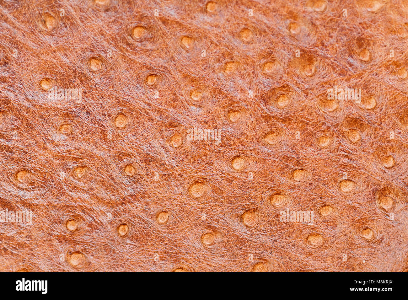 Ostrich skin leather hi-res stock photography and images - Alamy