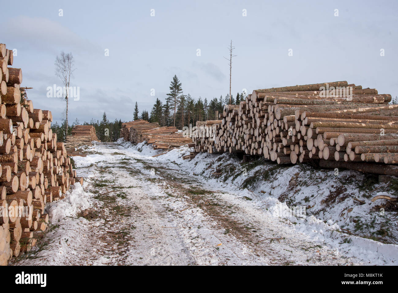 Cutting trees sweden hi-res stock photography and images - Alamy