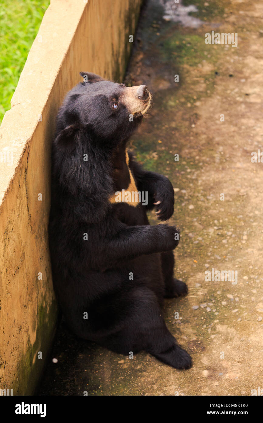 Paws on barrier hi-res stock photography and images - Alamy