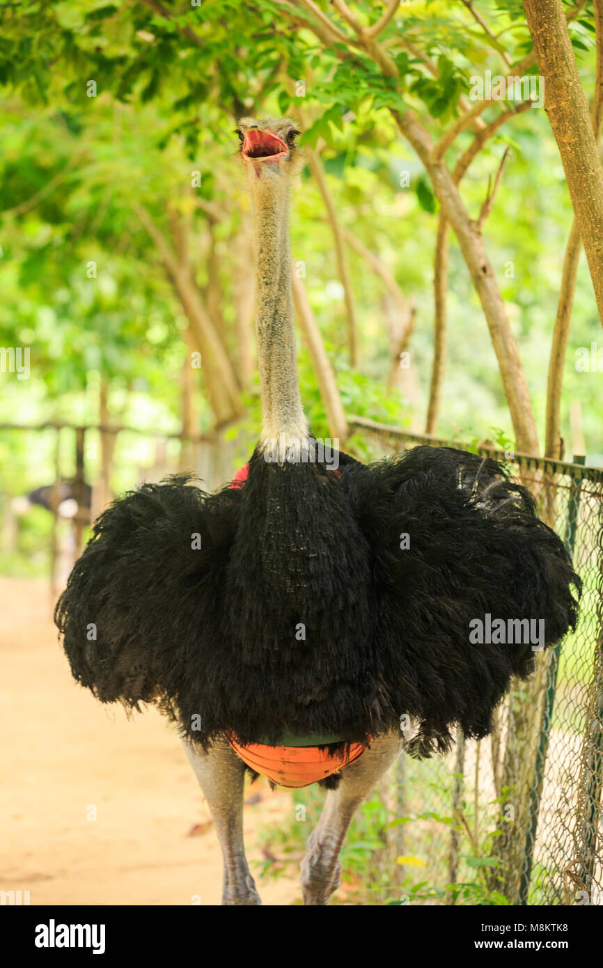 closeup large colorful ostrich head with open beak and neck against ...