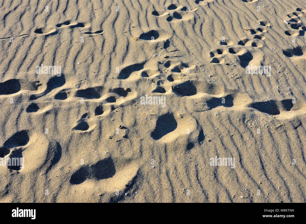 Footsteps on sands of time Stock Photo - Alamy