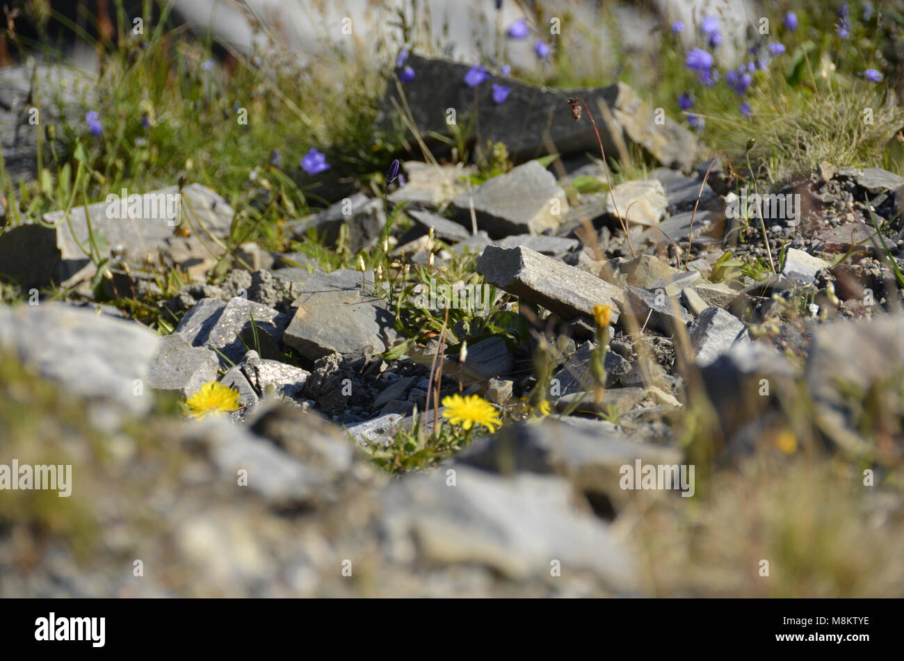 Life in the north Stock Photo - Alamy