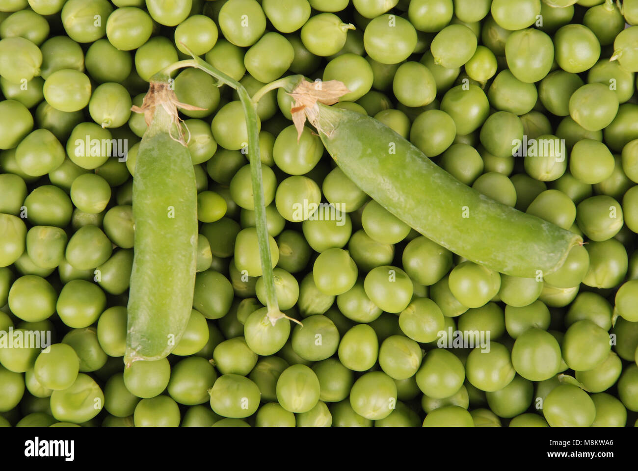Peas green color food agriculture fresh texture photo stock Stock Photo ...