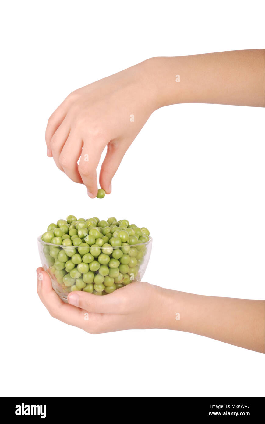 Green small spherical seeds of the pod fruit Pisum sativum, an edible ...