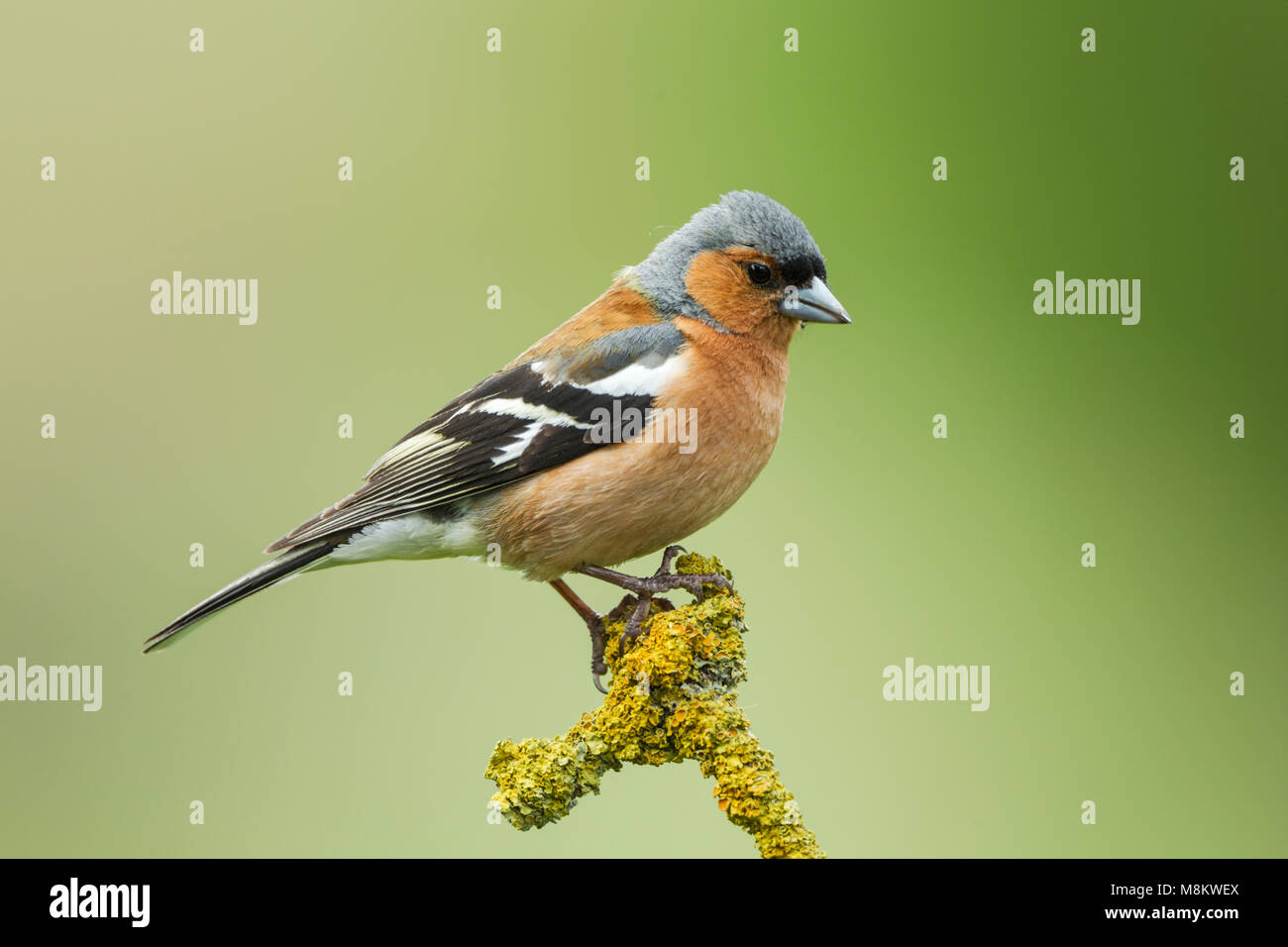 Chaffinch male plumage hi-res stock photography and images - Alamy