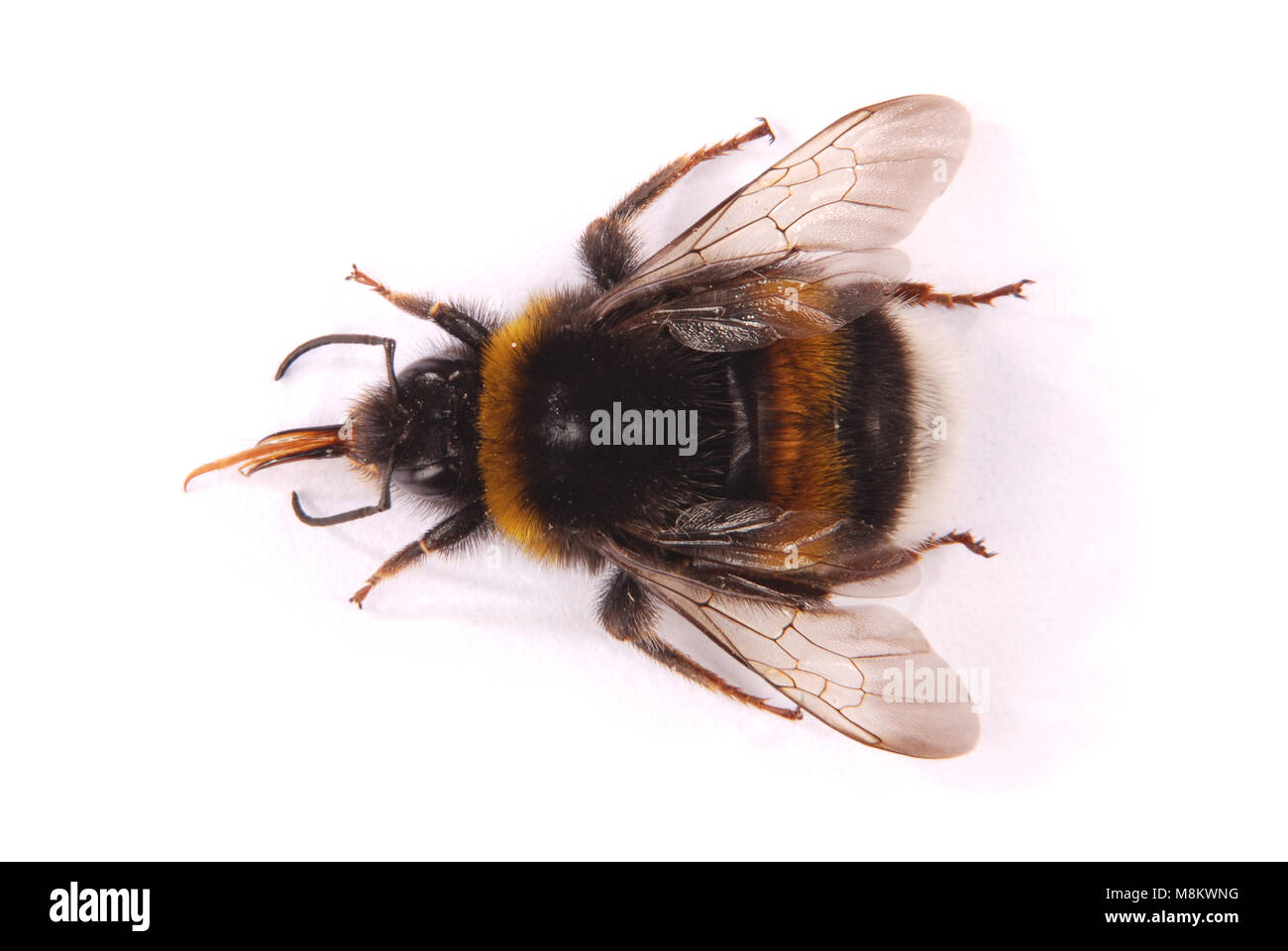 Bumble bee legs pollination Cut Out Stock Images & Pictures - Alamy