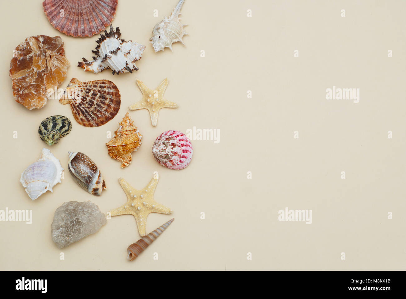 Sea Mix of Shells and Starfish, Stones. Vacation ans Summer Background ...