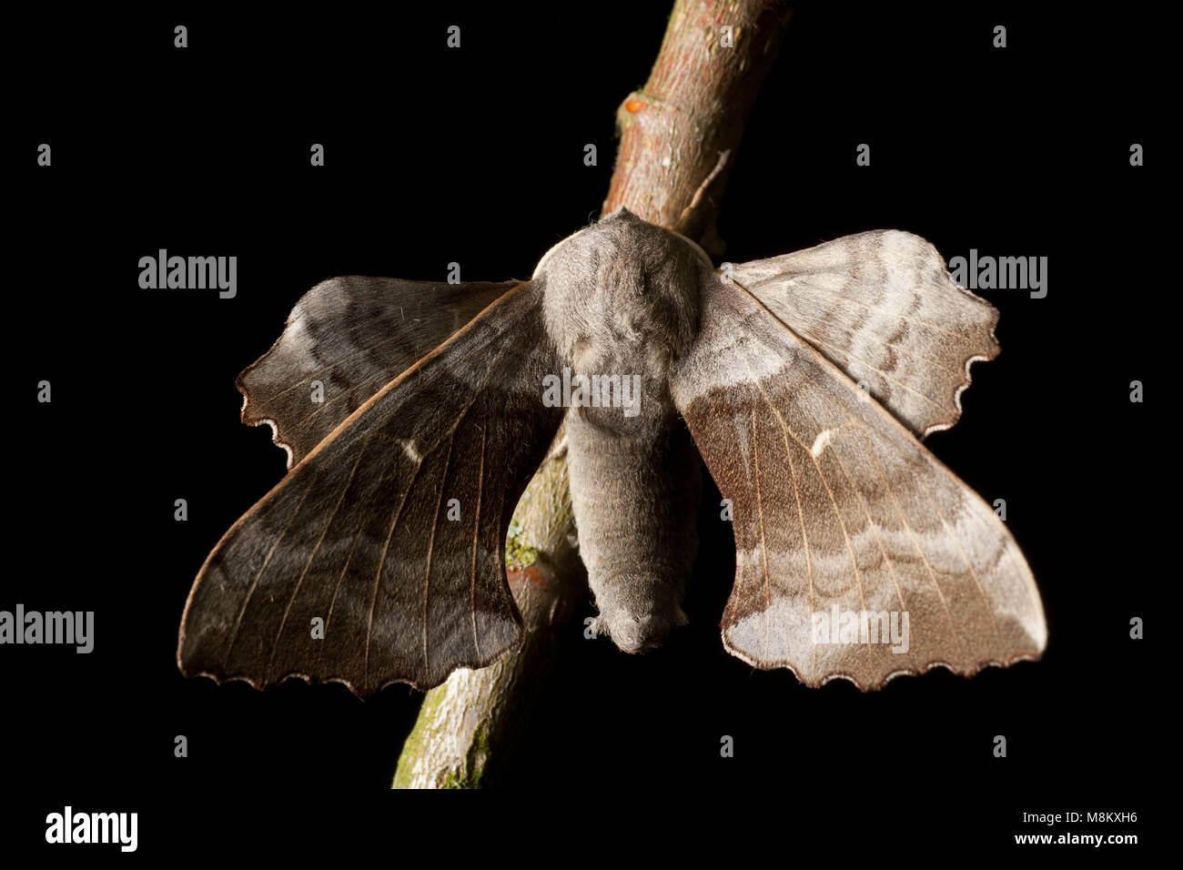 Poplar hawkmoth kingdom hi-res stock photography and images - Alamy