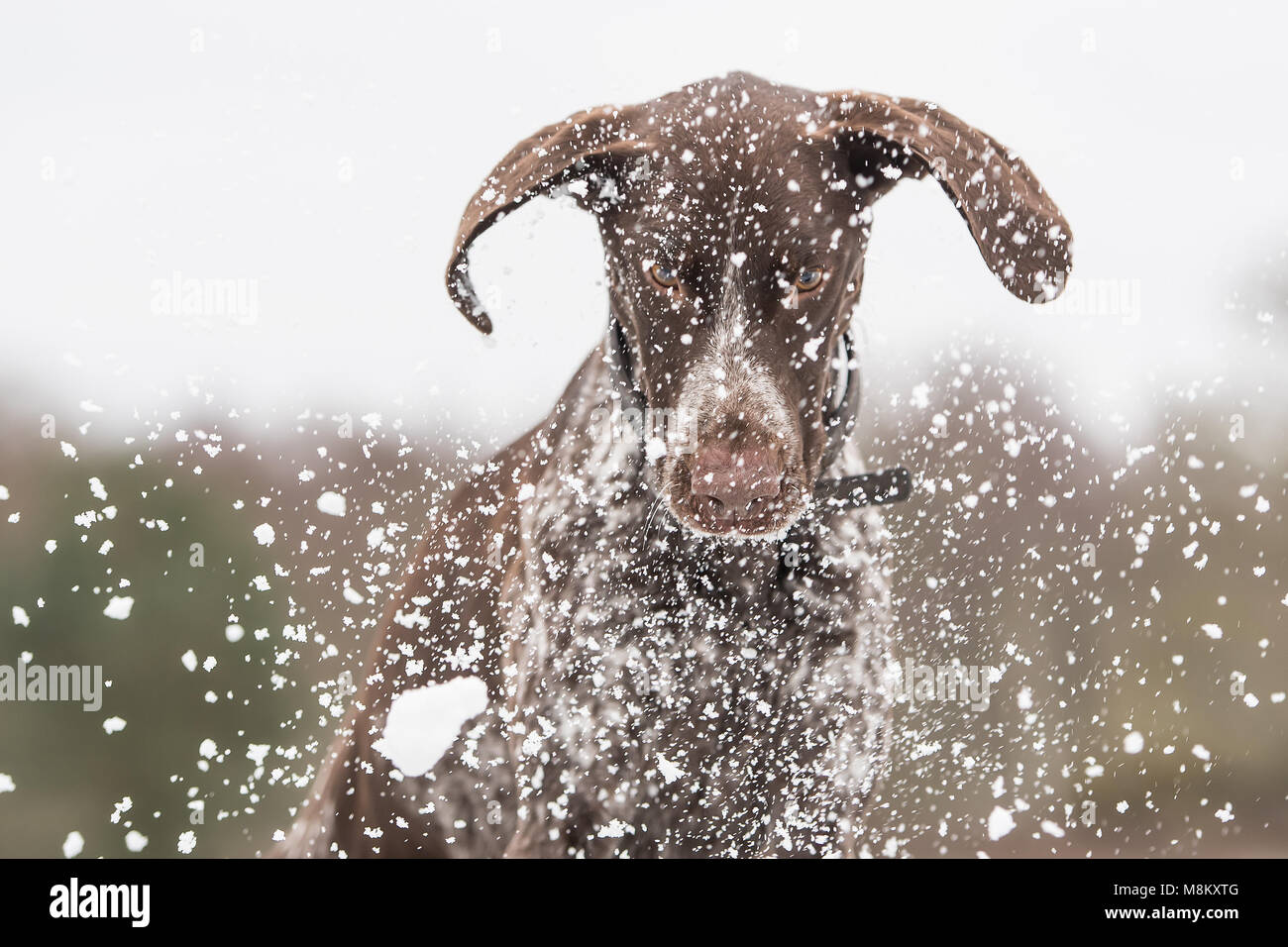 London, UK. 18th March, 2018: A German Shorthaired Pointer playing with ...