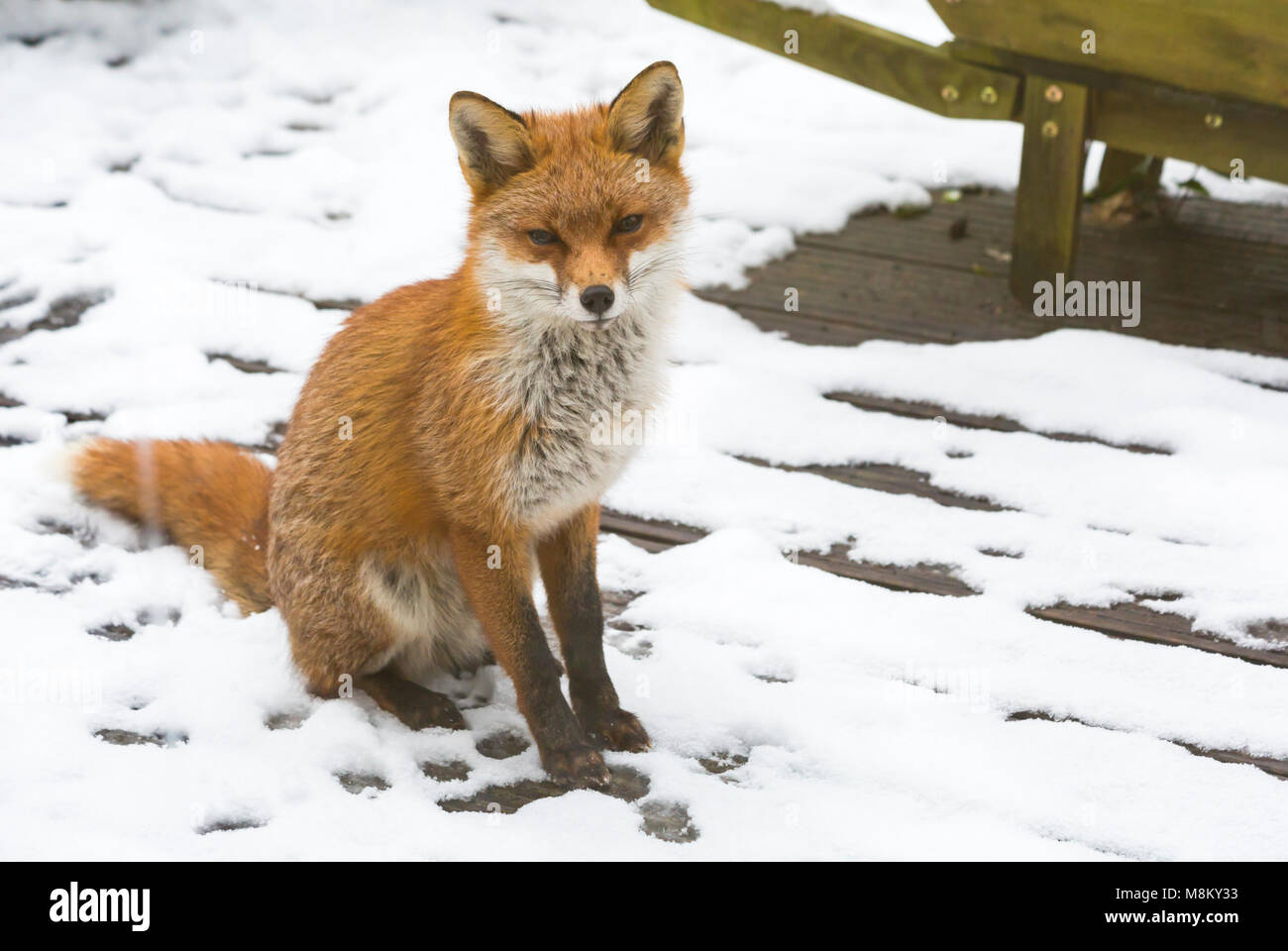 Bournemouth snow march 2018 hi-res stock photography and images - Alamy