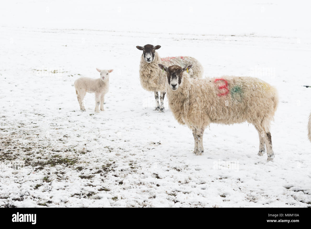 Sheep with lambs in the snow Stock Photo - Alamy
