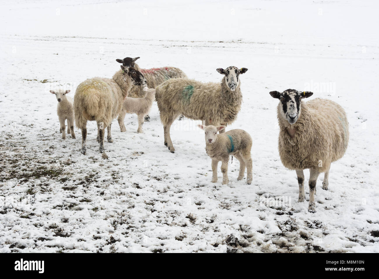 Sheep with lambs in the snow Stock Photo - Alamy
